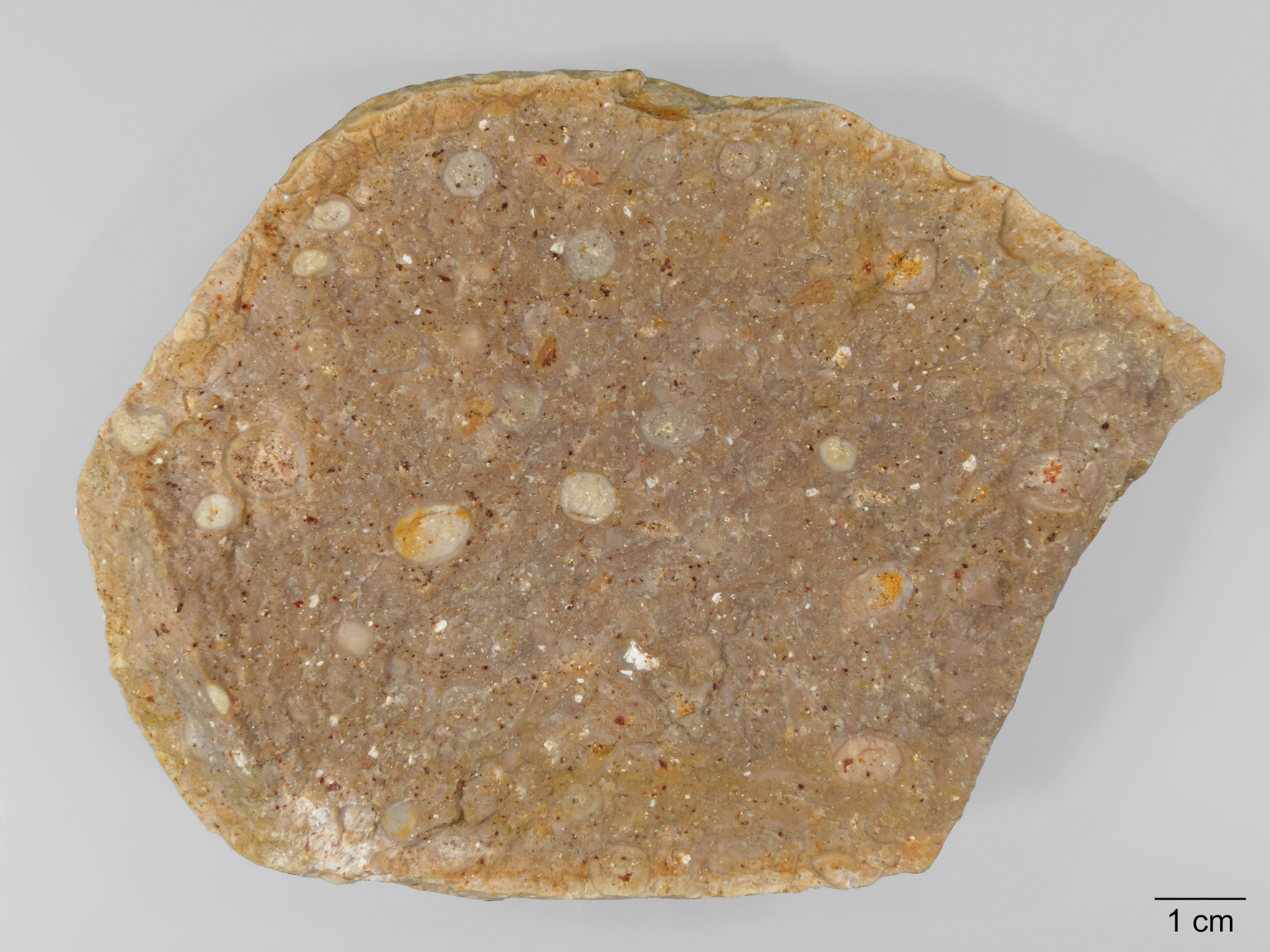 vulkanischer Pisolith | Geologische Streifzüge