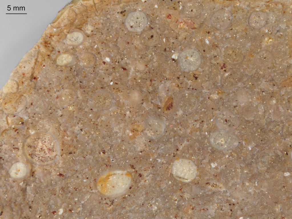 Aschentuff mit akkretionären Lapilli („vulkanischer Pisolith ...